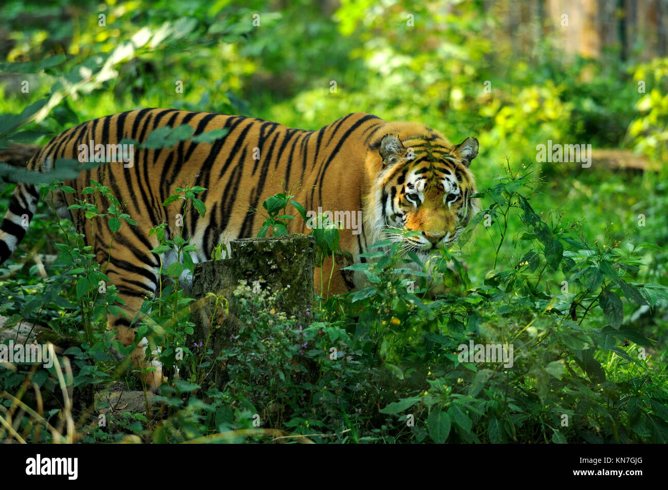 Close-up beautiful tiger in grass Stock Photo - Alamy