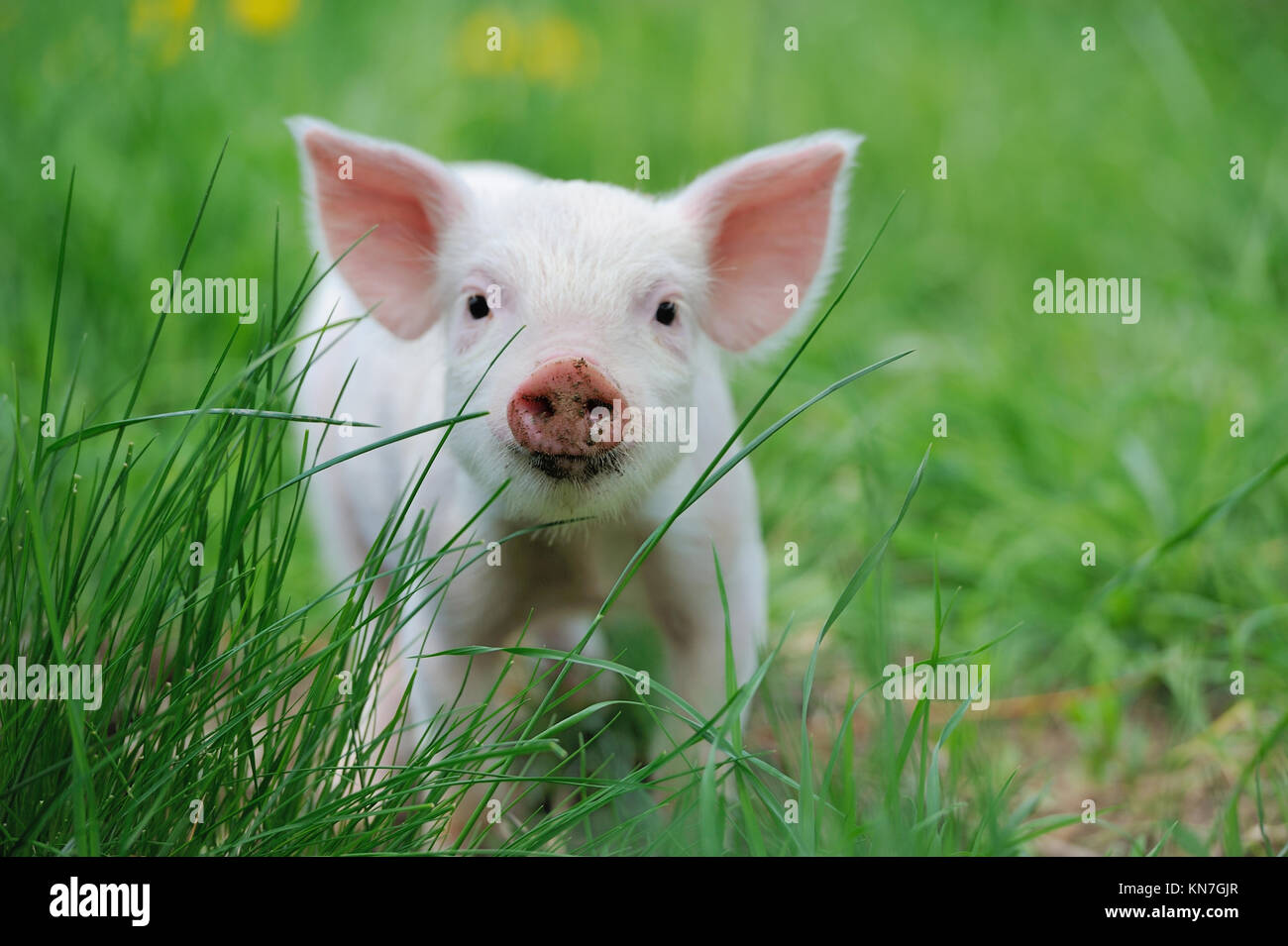 Piglet hi-res stock photography and images - Alamy