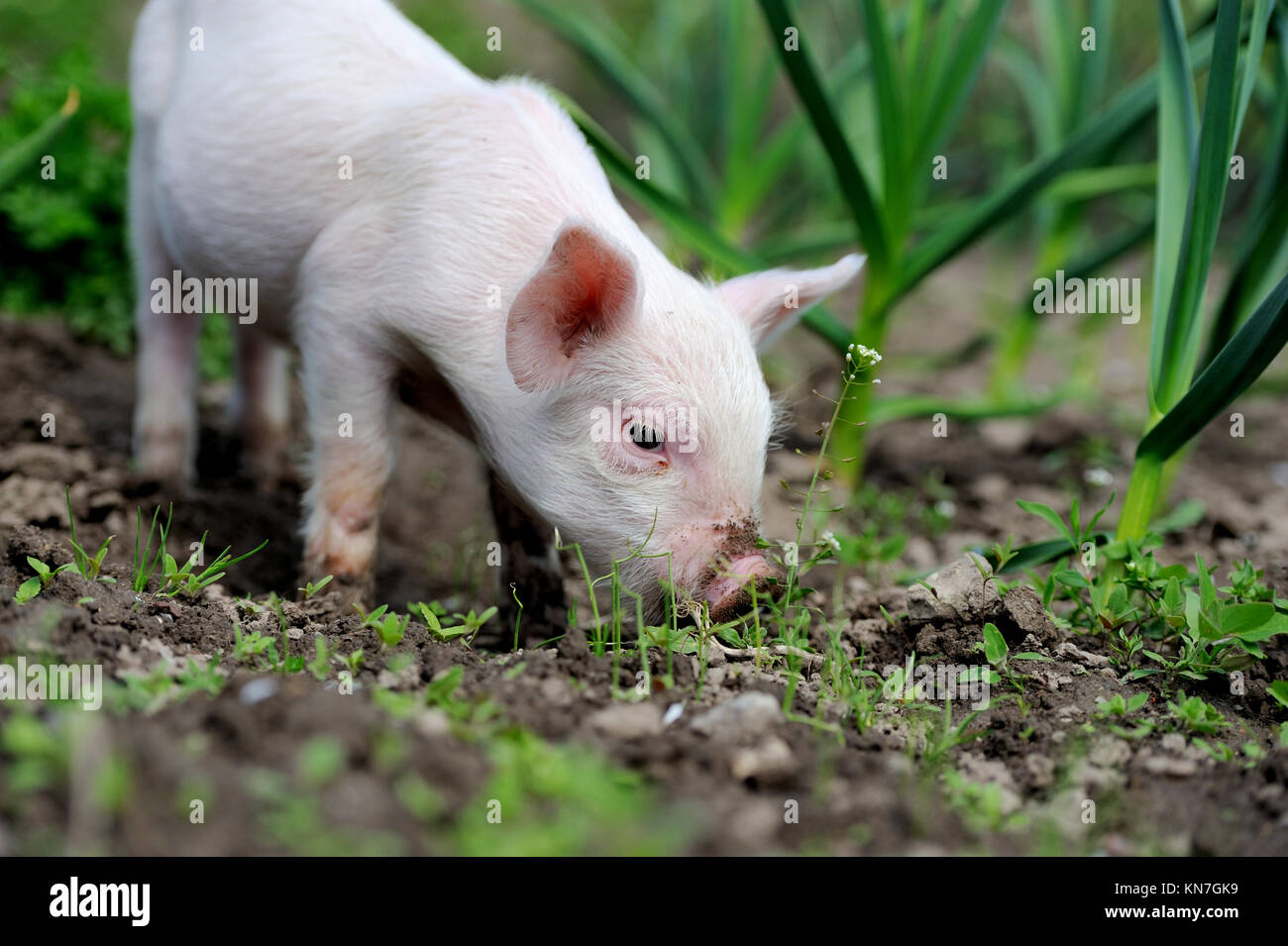 Piglet on spring green grass on a farm Stock Photo - Alamy