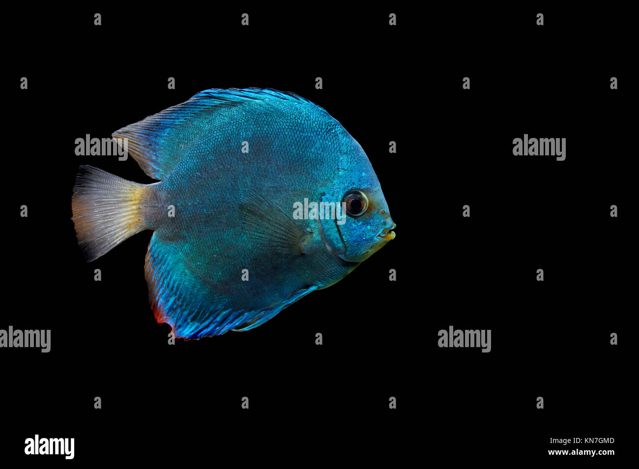 Deep sea fish dark hi-res stock photography and images - Alamy