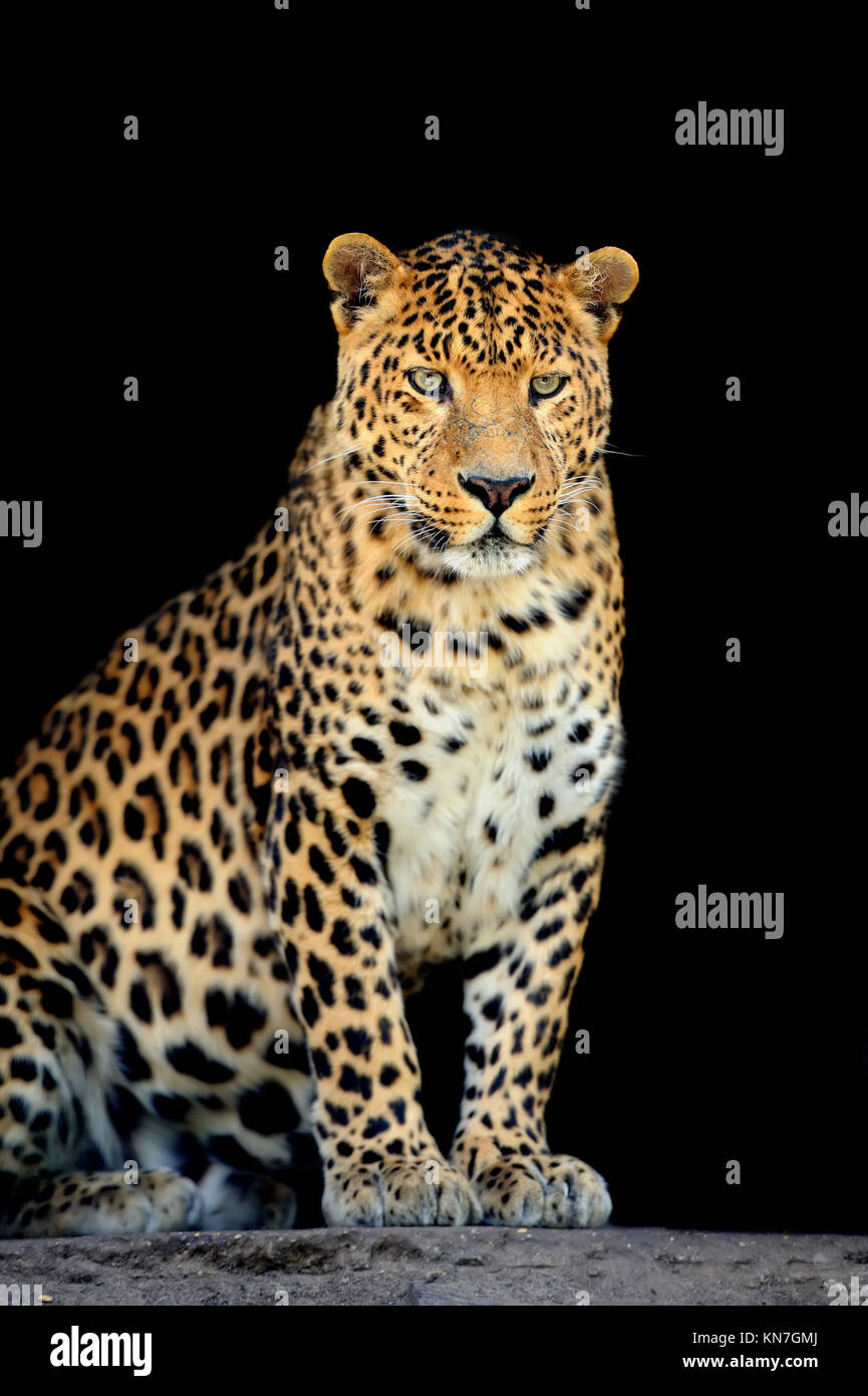 Close up wild leopard on the dark background Stock Photo - Alamy