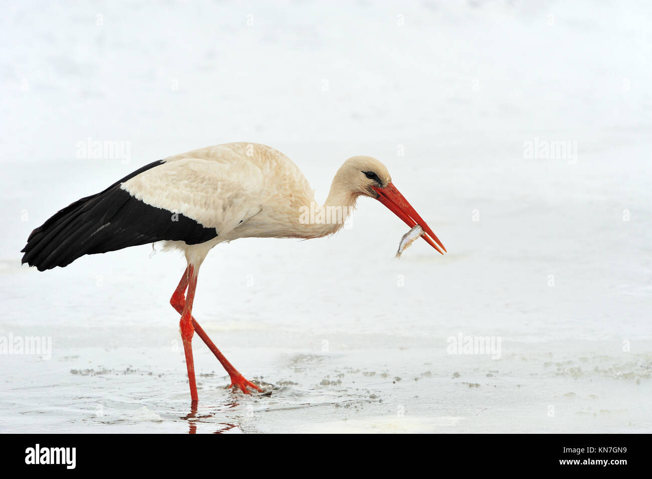 Beautiful stork at the winter park outdoors Stock Photo - Alamy
