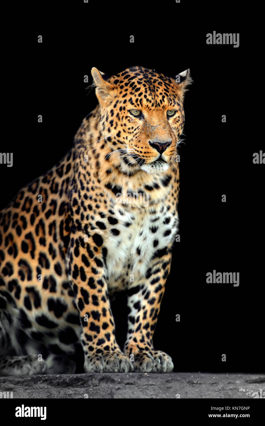 Close-up leopard portrait on dark background Stock Photo - Alamy