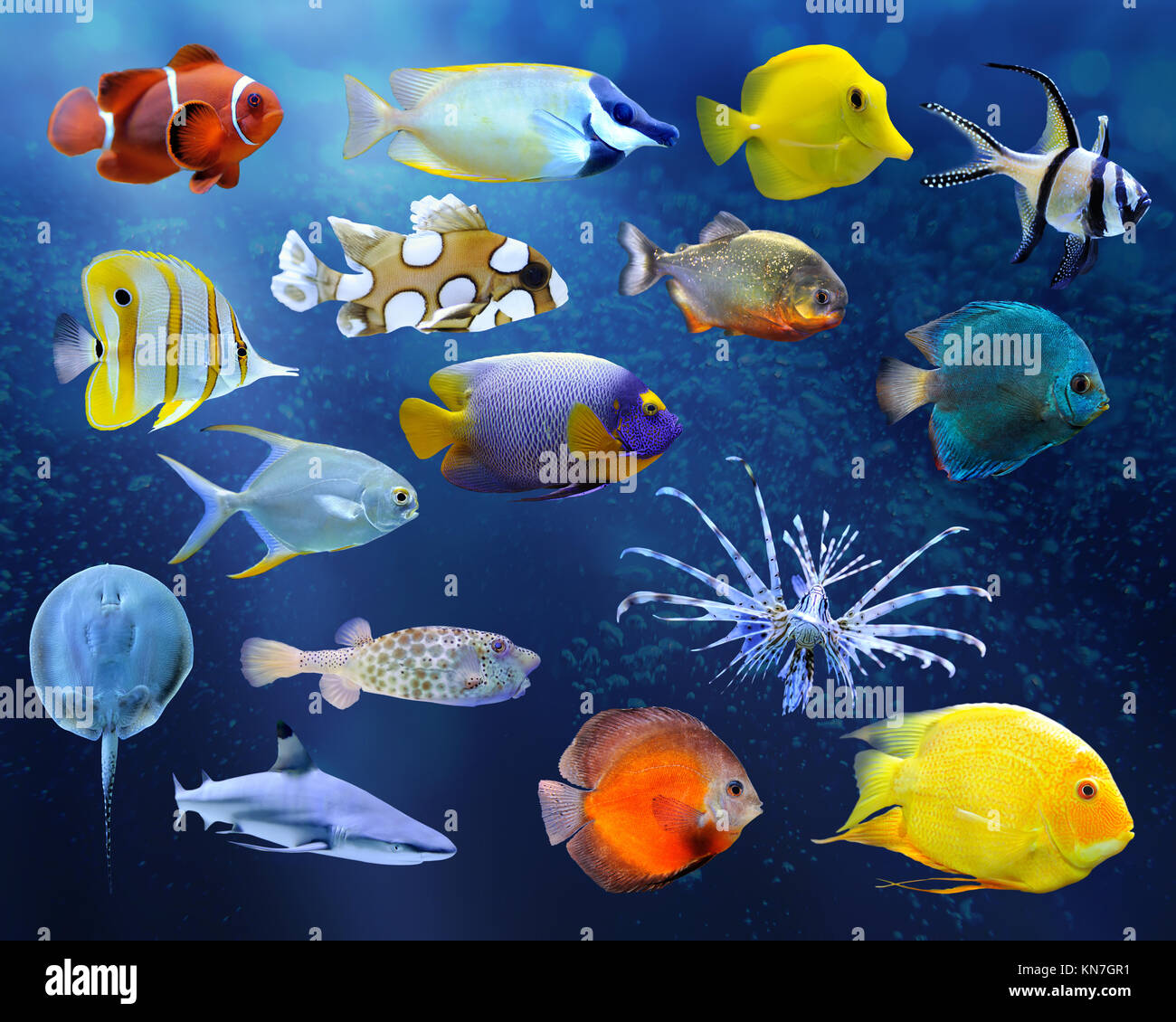 Great collection of a tropical fish on a blue background Stock Photo ...