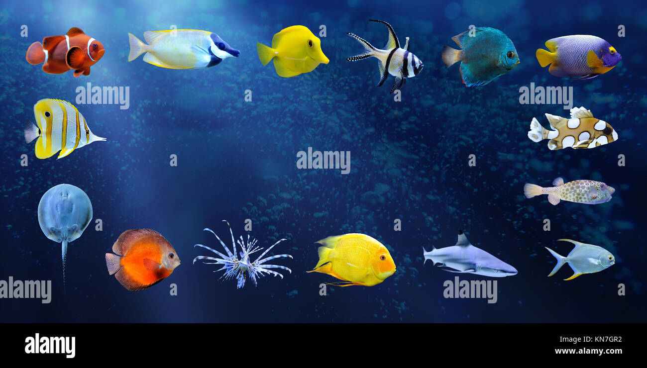 Great collection of a tropical fish on a blue background Stock Photo ...