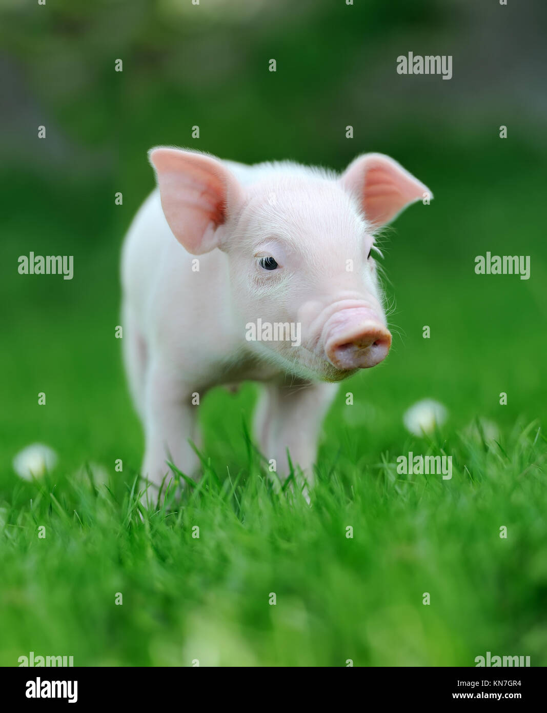 Young funny pig on a spring green grass Stock Photo - Alamy