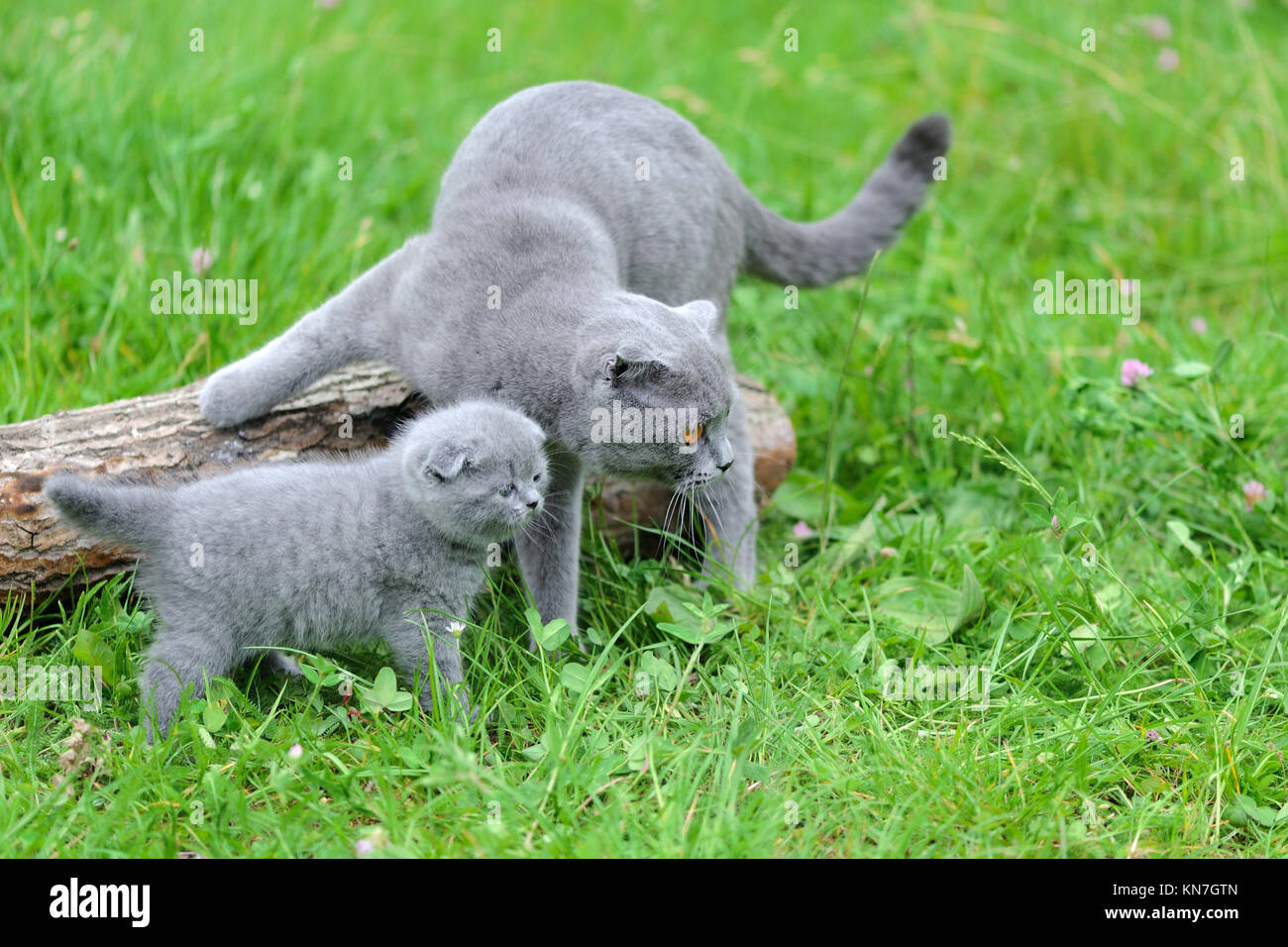 Gray cat and kitten in green grass on nature Stock Photo - Alamy