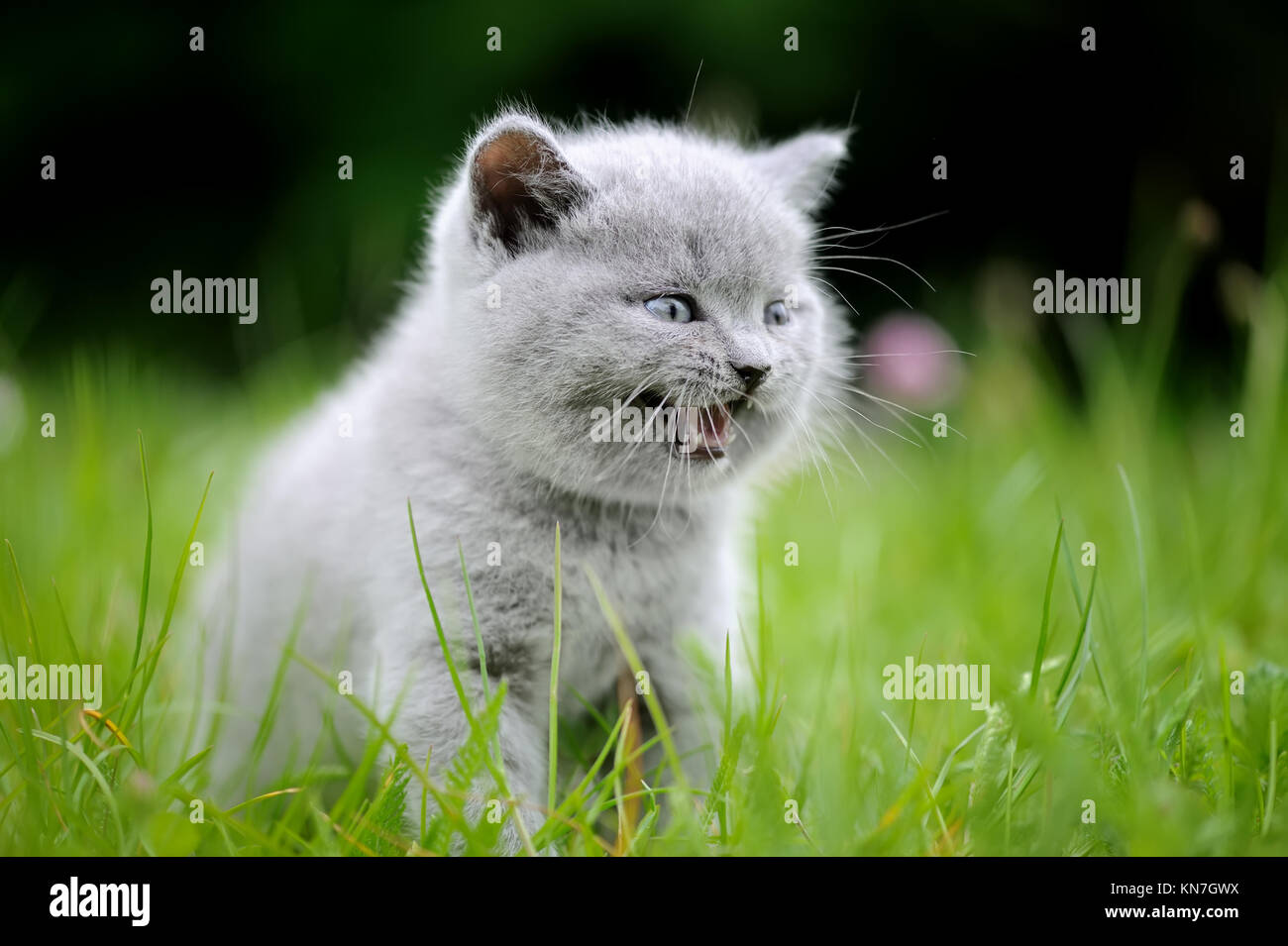 Close cute gray baby kitten in green grass Stock Photo - Alamy