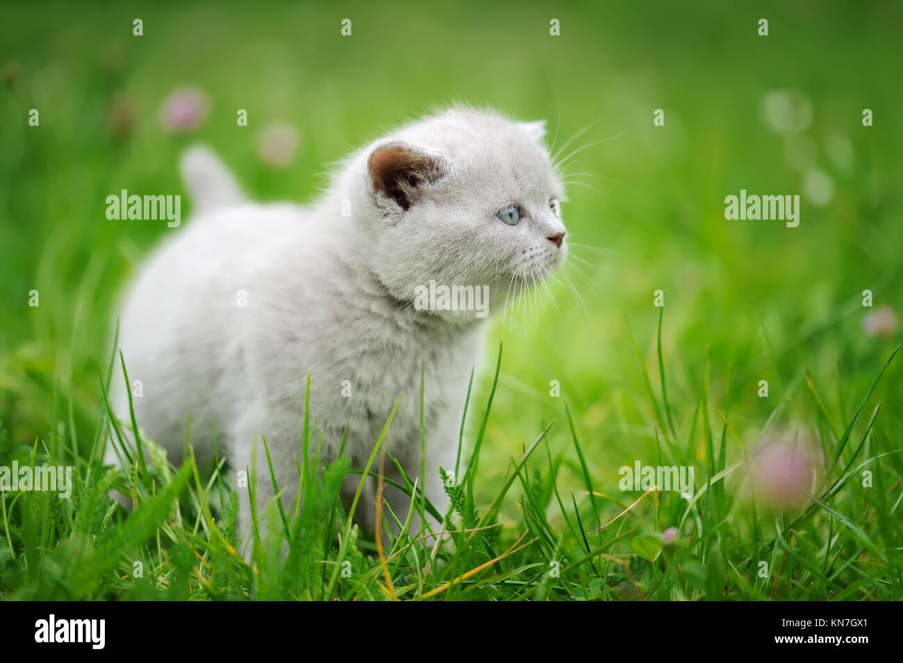 Close cute gray baby kitten in green grass Stock Photo - Alamy