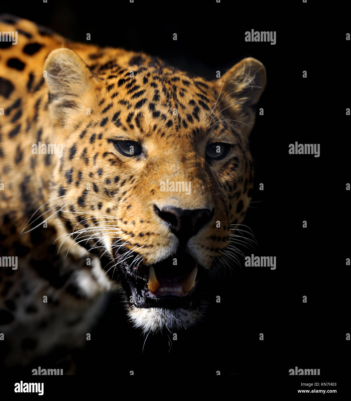 Close angry partrait leopard on dark background Stock Photo - Alamy