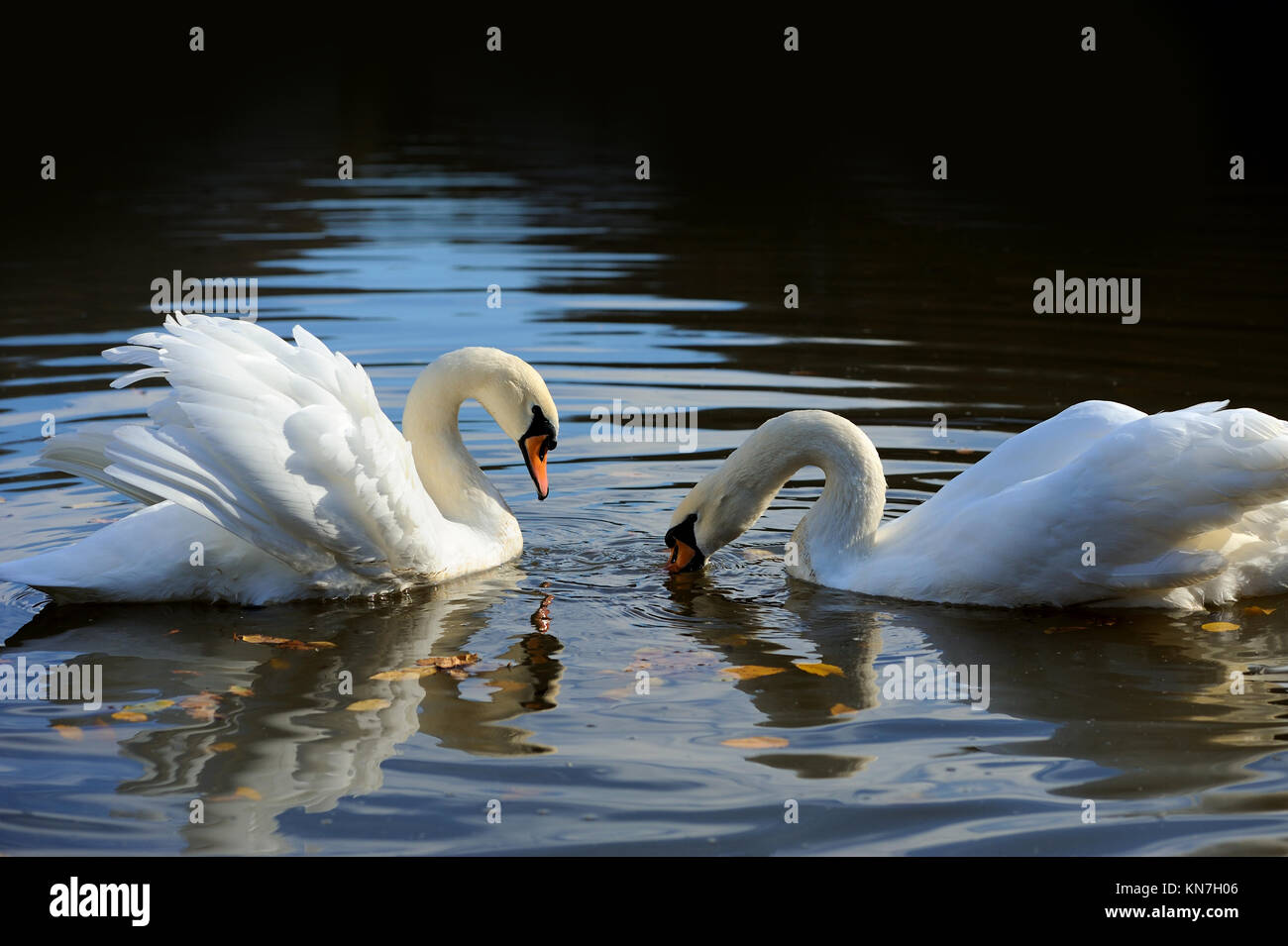 Close beautiful swan swimming in the lake Stock Photo - Alamy