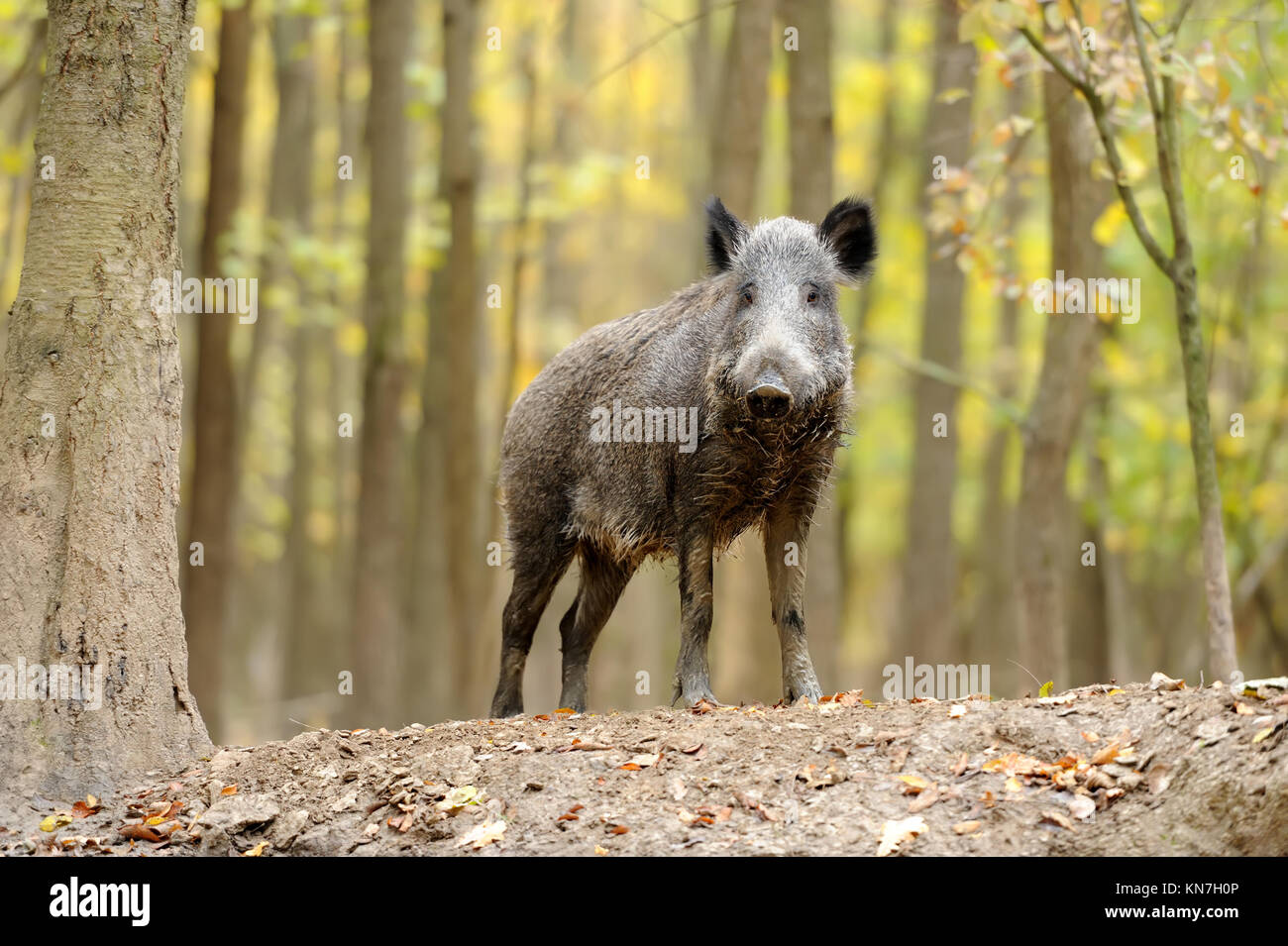 Side view of wild boar hi-res stock photography and images - Alamy
