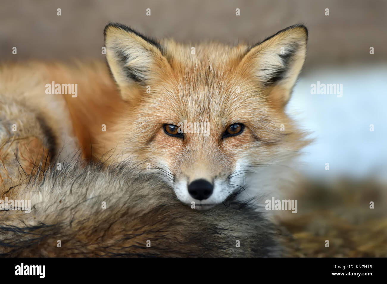 Canine fox red fox red fur wild dog wildlife hunting hi-res stock ...