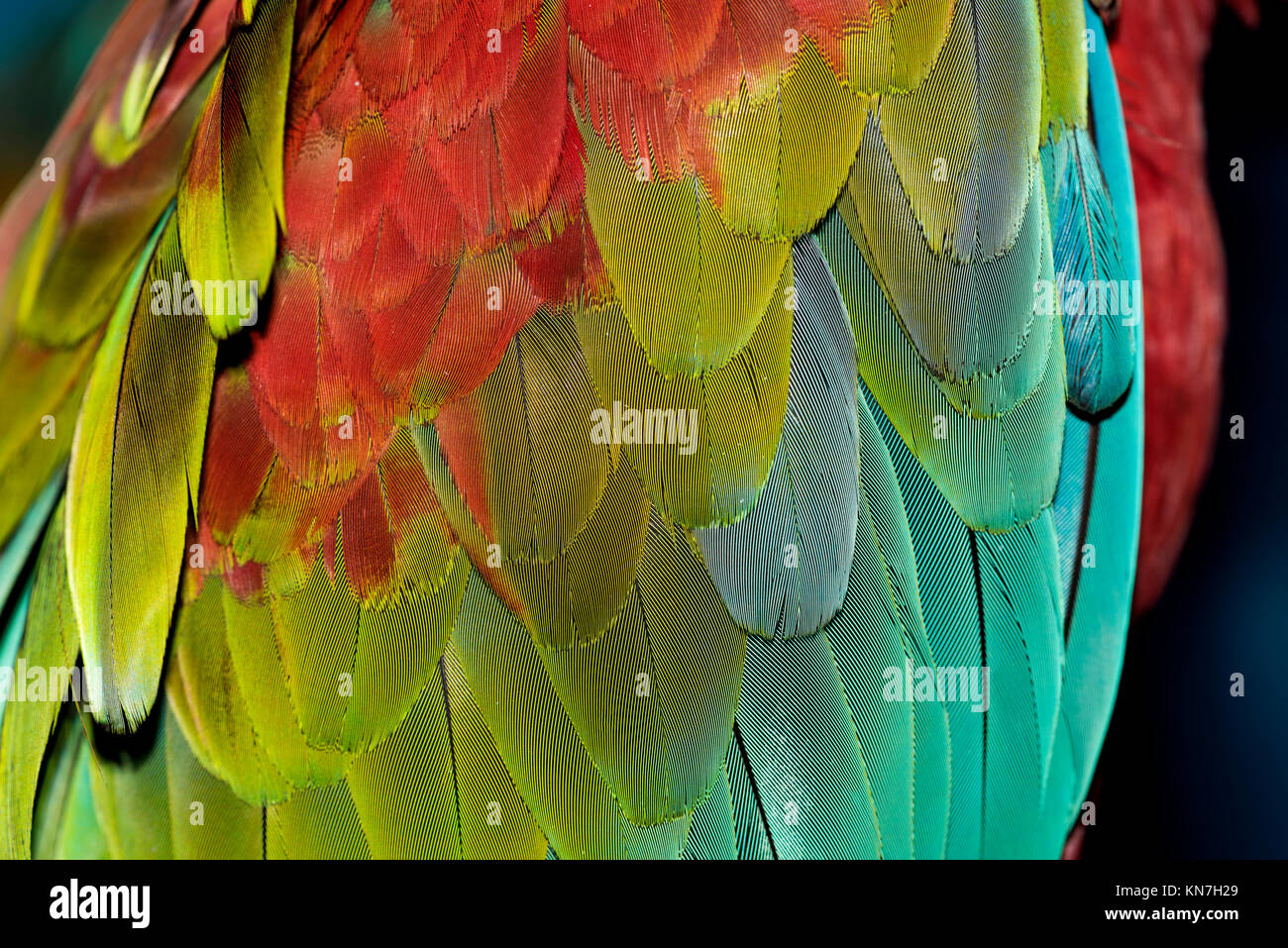Colorful feathers. Parrot feathers background texture Stock Photo - Alamy