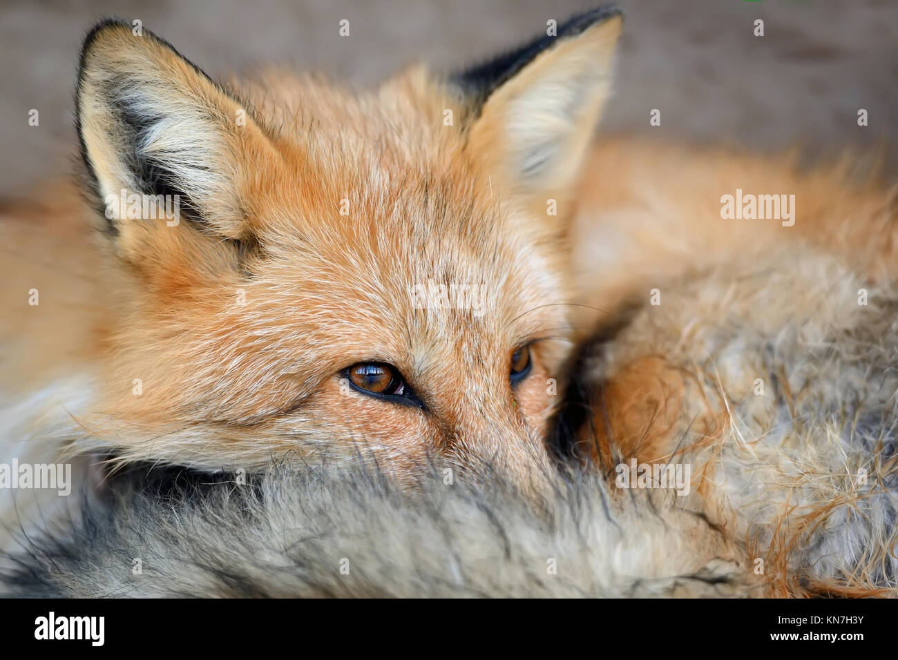 Close red fox (Vulpes vulpes) portrait Stock Photo - Alamy