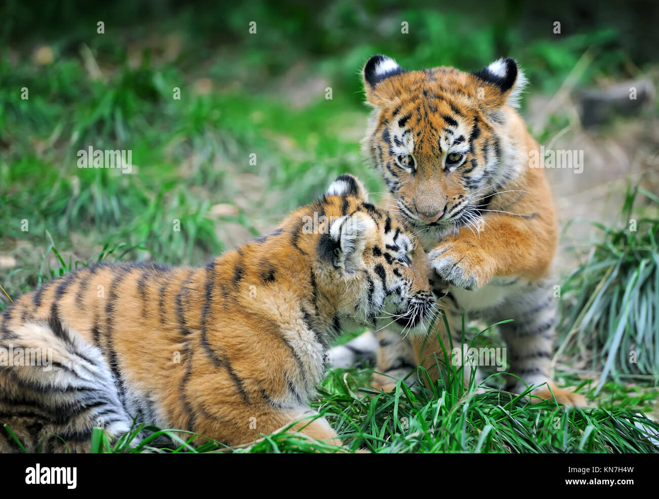 Close up siberian tiger cub in grass Stock Photo - Alamy