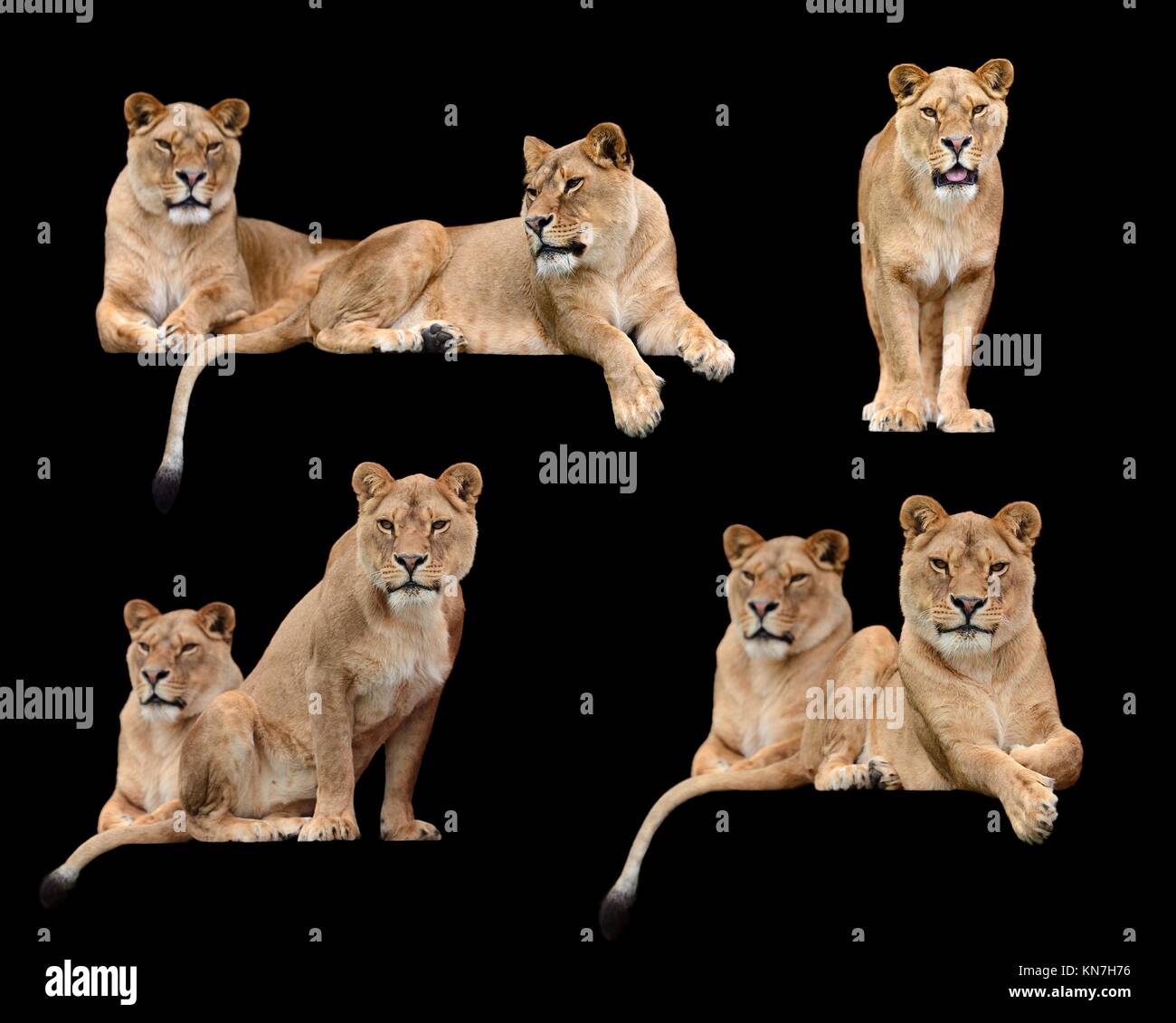 Collage with lions on black background Stock Photo - Alamy