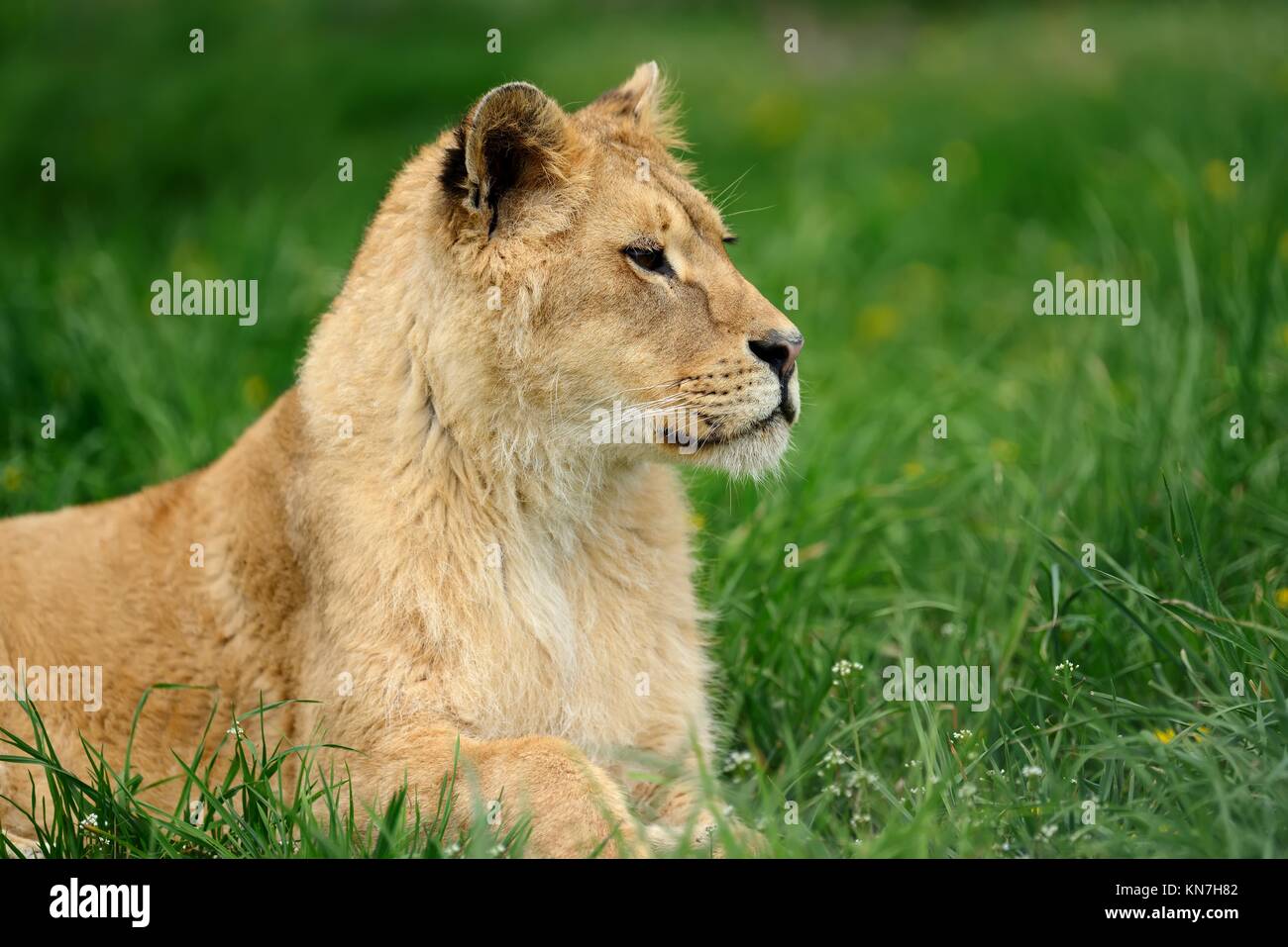 Young lion in green grass Stock Photo - Alamy