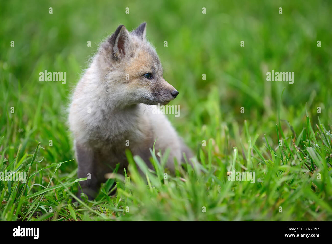 Close up baby silver fox in grass Stock Photo - Alamy