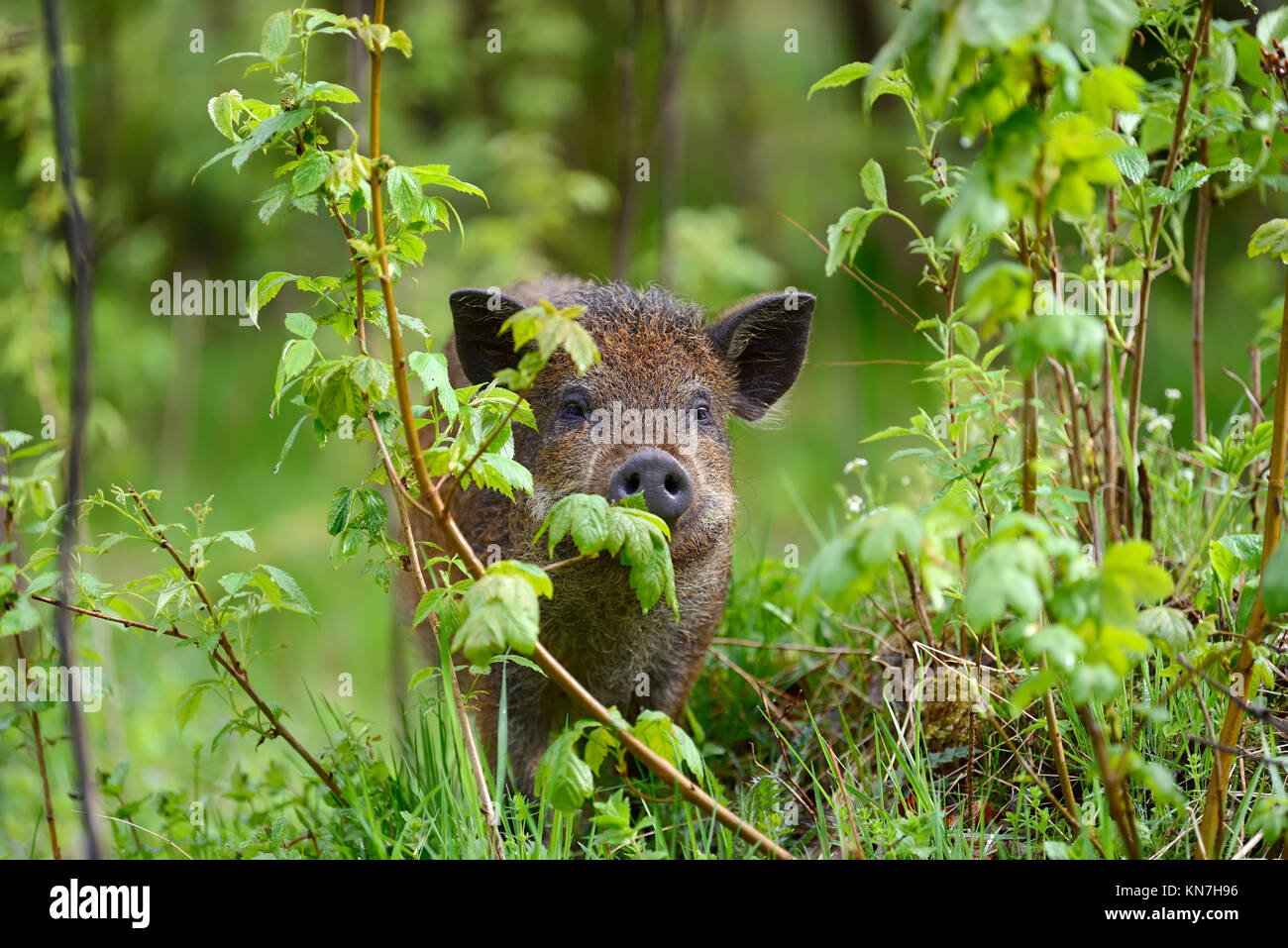 Wild boar on the forest in springtime Stock Photo - Alamy