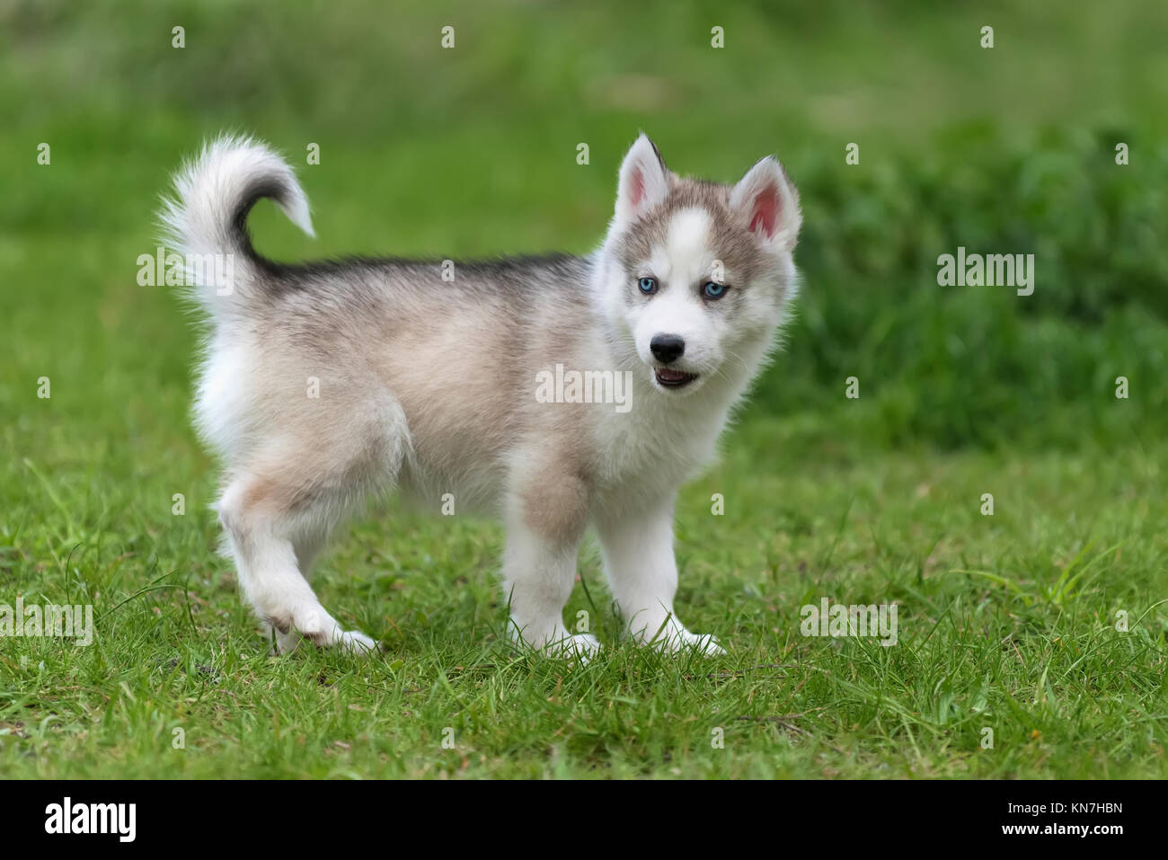 Cute little siberian husky puppy in grass Stock Photo - Alamy