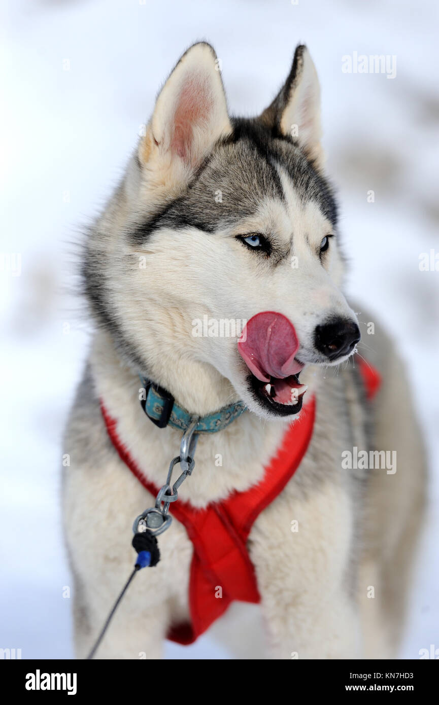 Husky markings hi-res stock photography and images - Alamy