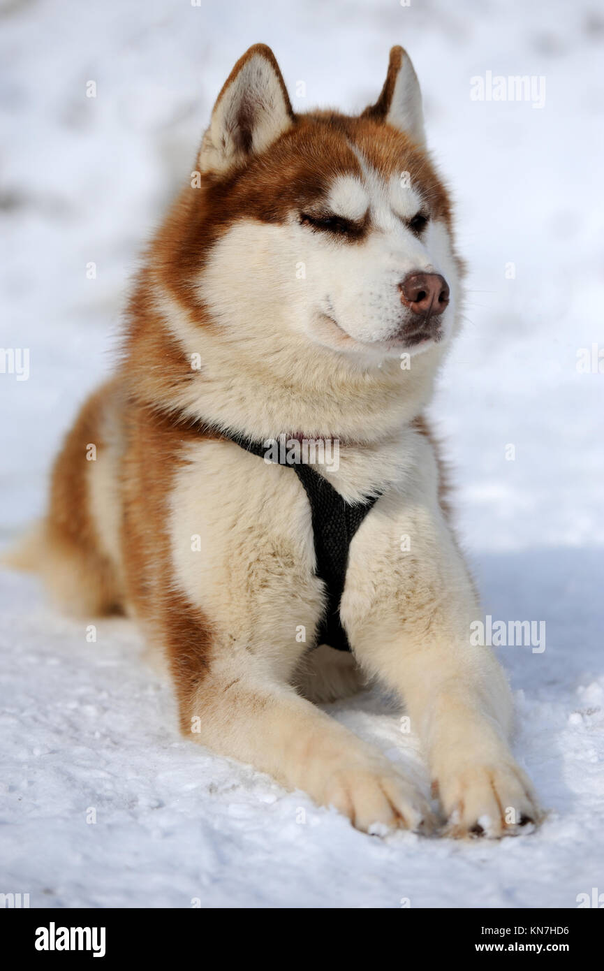 Dangerous dog breed hi-res stock photography and images - Alamy