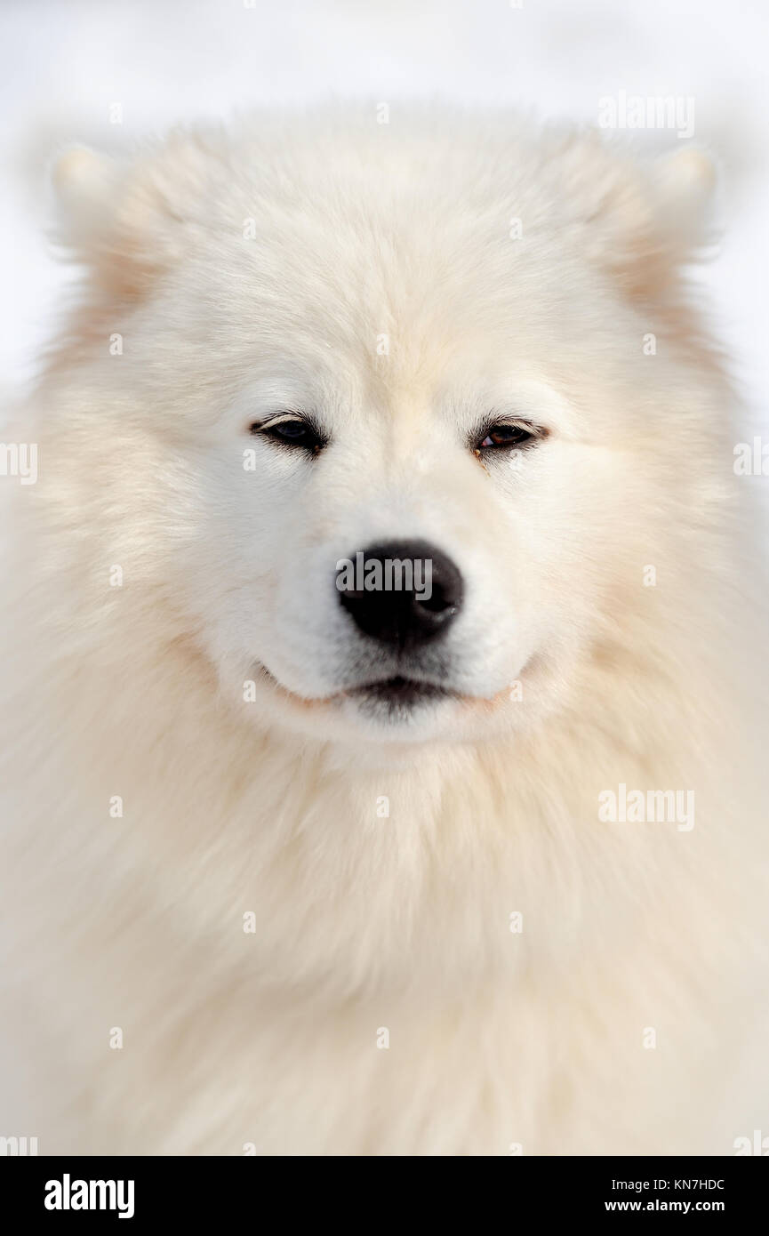 Samoyed portrait hi-res stock photography and images - Alamy