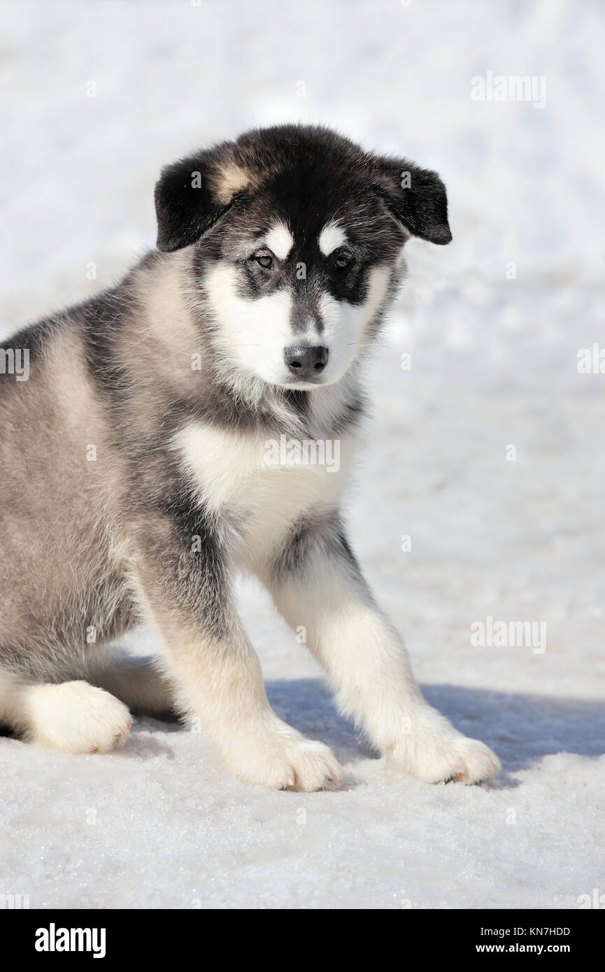 Siberian husky dog. Winter portrait Stock Photo - Alamy