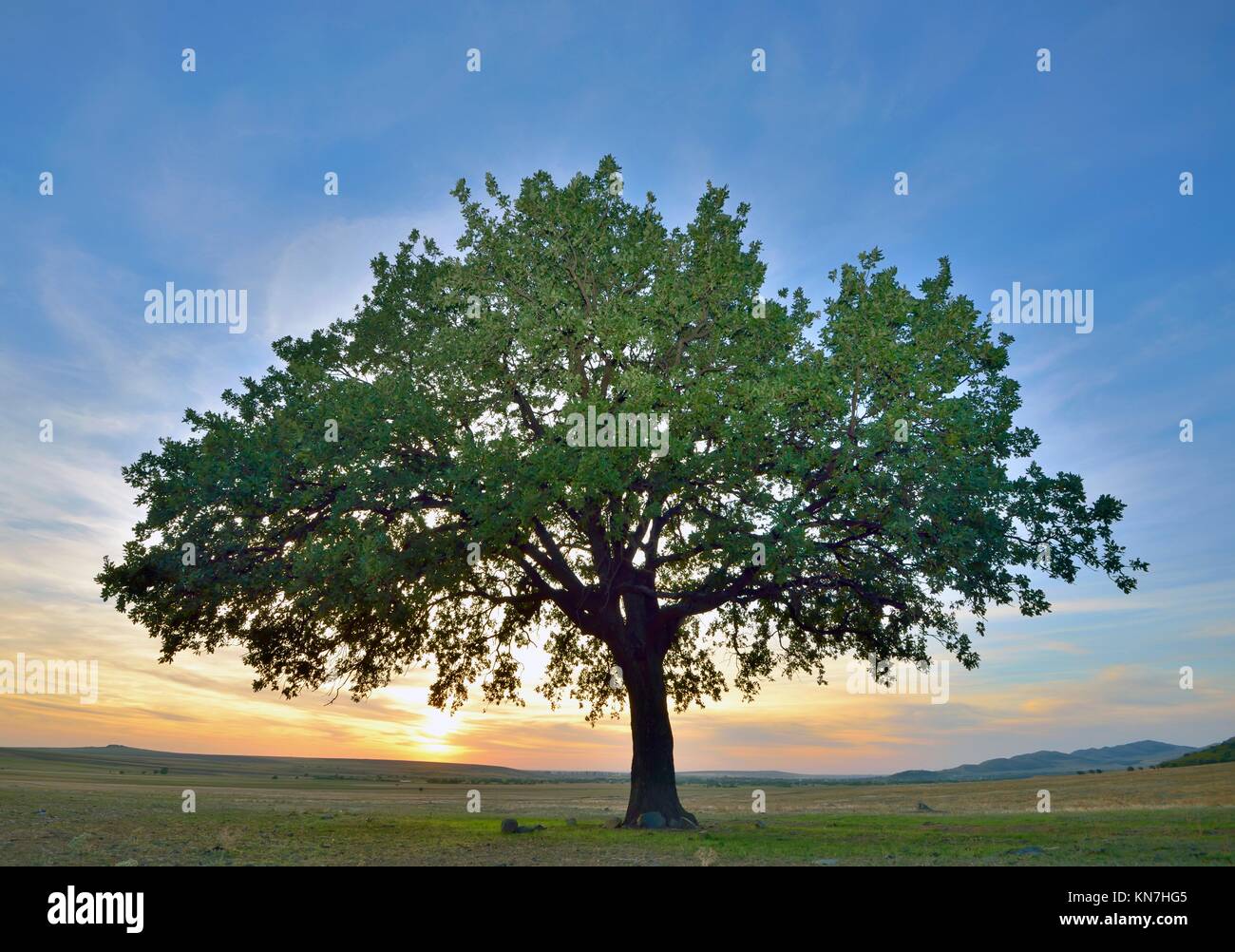 Lone oak tree at sunset hi-res stock photography and images - Alamy