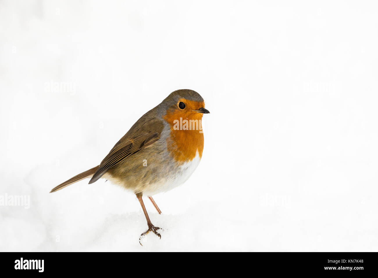 Robin in a snowy winter setting Stock Photo - Alamy
