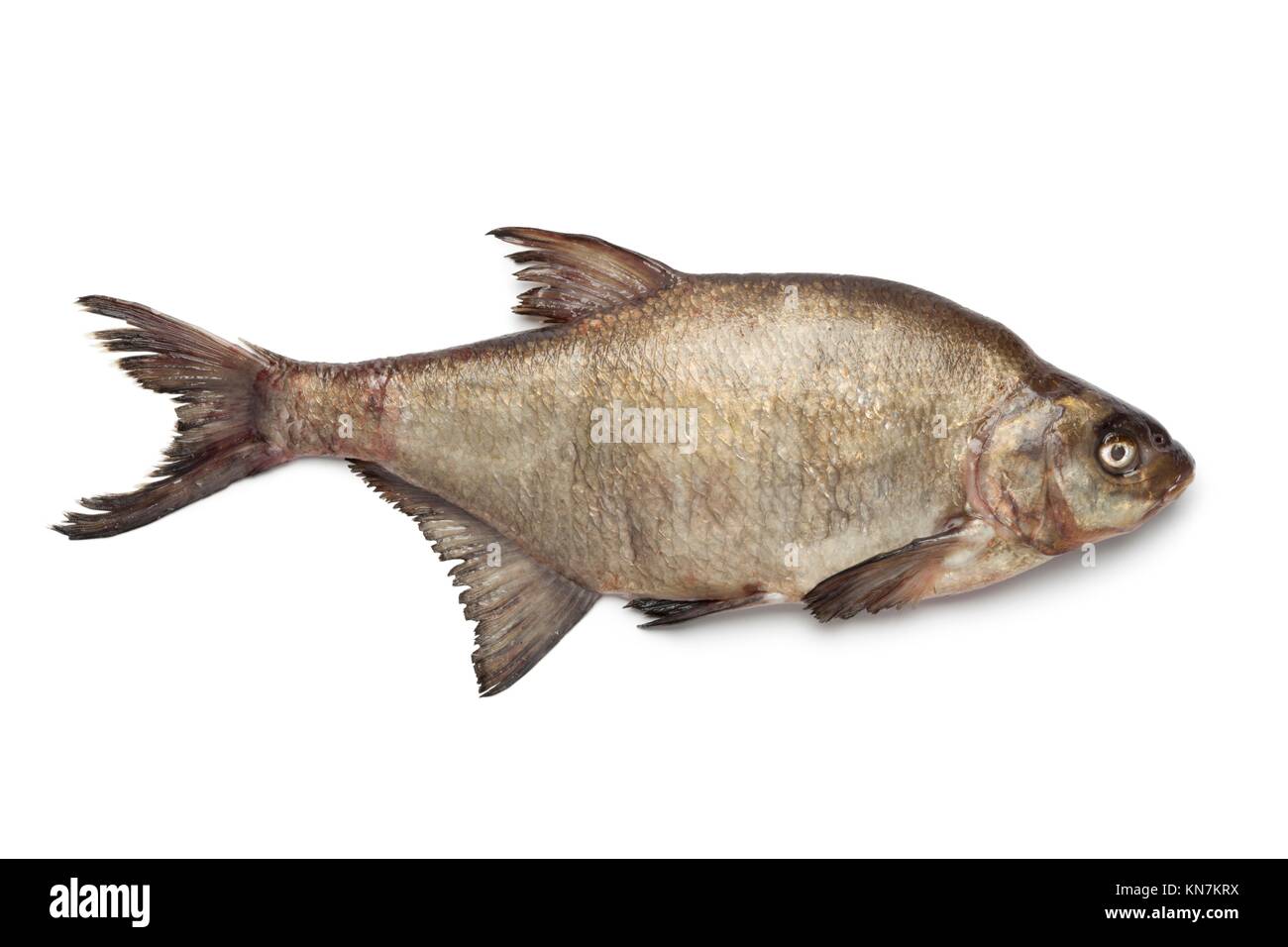 Fresh raw common bream on white background Stock Photo - Alamy
