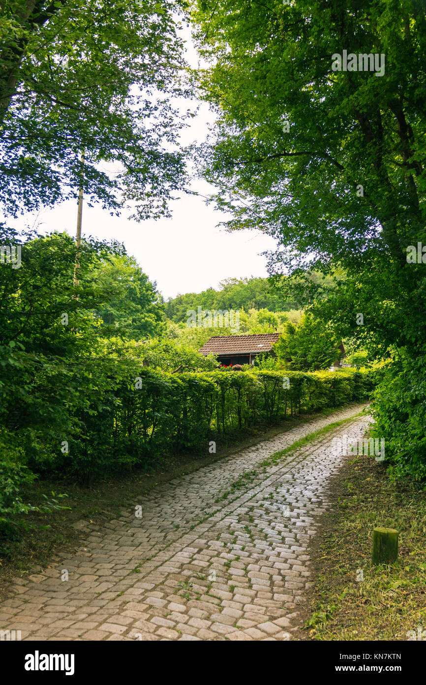 Cobblestone Path in Forest with Hut Trees Clear Skies Opening Inviting ...