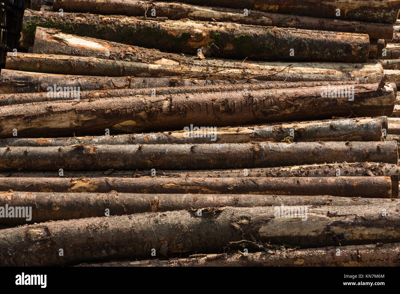 Wooden Log Side View
