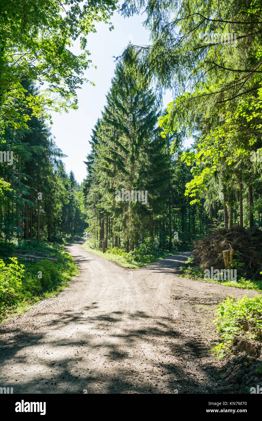 Two paths fork forest hi-res stock photography and images - Alamy