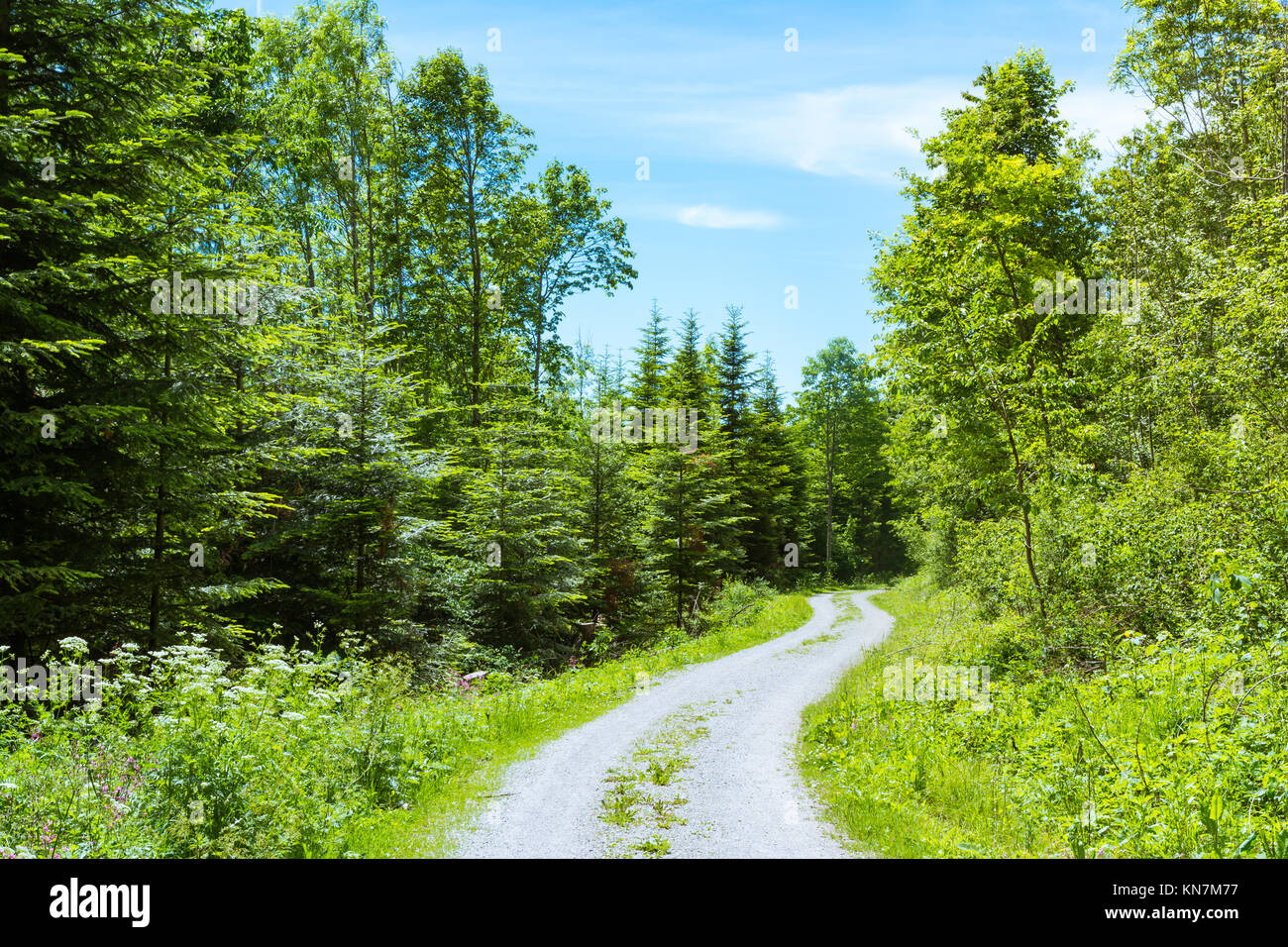 Path in Forest Daytime Footpath HIking Mountain Climbing Park Stroll ...