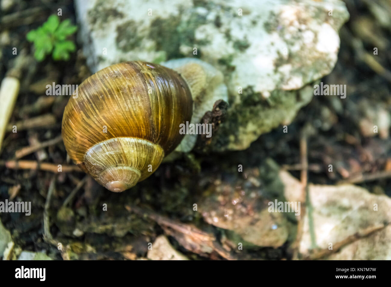 Clam shell rock still life hi-res stock photography and images - Alamy