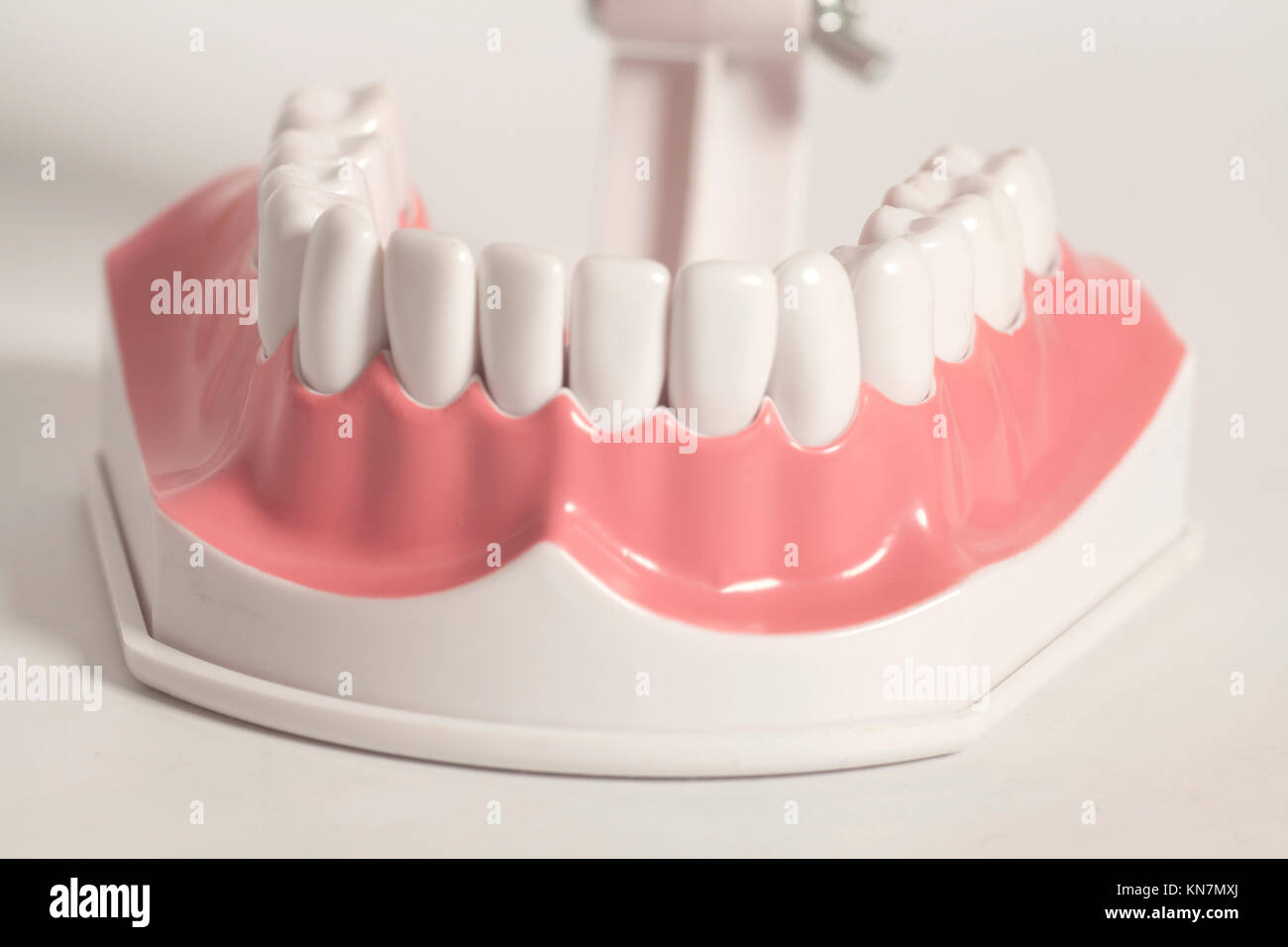 Dental human teeth model on a white background Stock Photo - Alamy