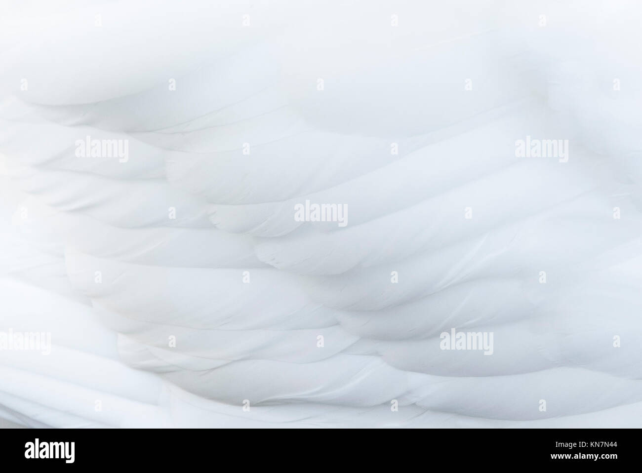 Feathers of white swan Stock Photo - Alamy