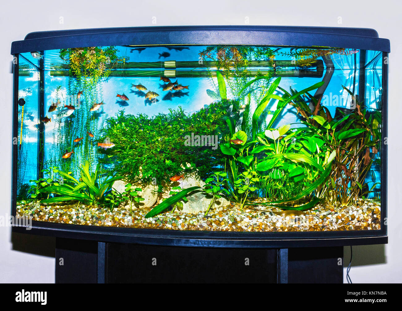close up of aquarium tank full of fish Stock Photo - Alamy
