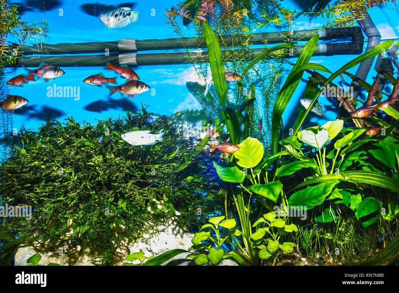 close up of aquarium tank full of fish Stock Photo - Alamy
