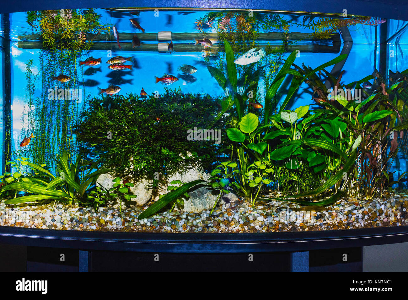 close up of aquarium tank full of fish Stock Photo - Alamy