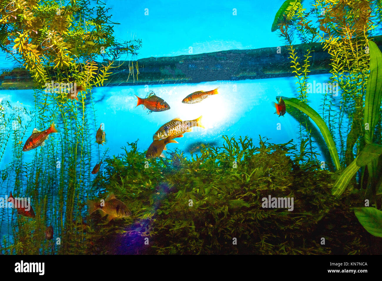 close up of aquarium tank full of fish Stock Photo - Alamy