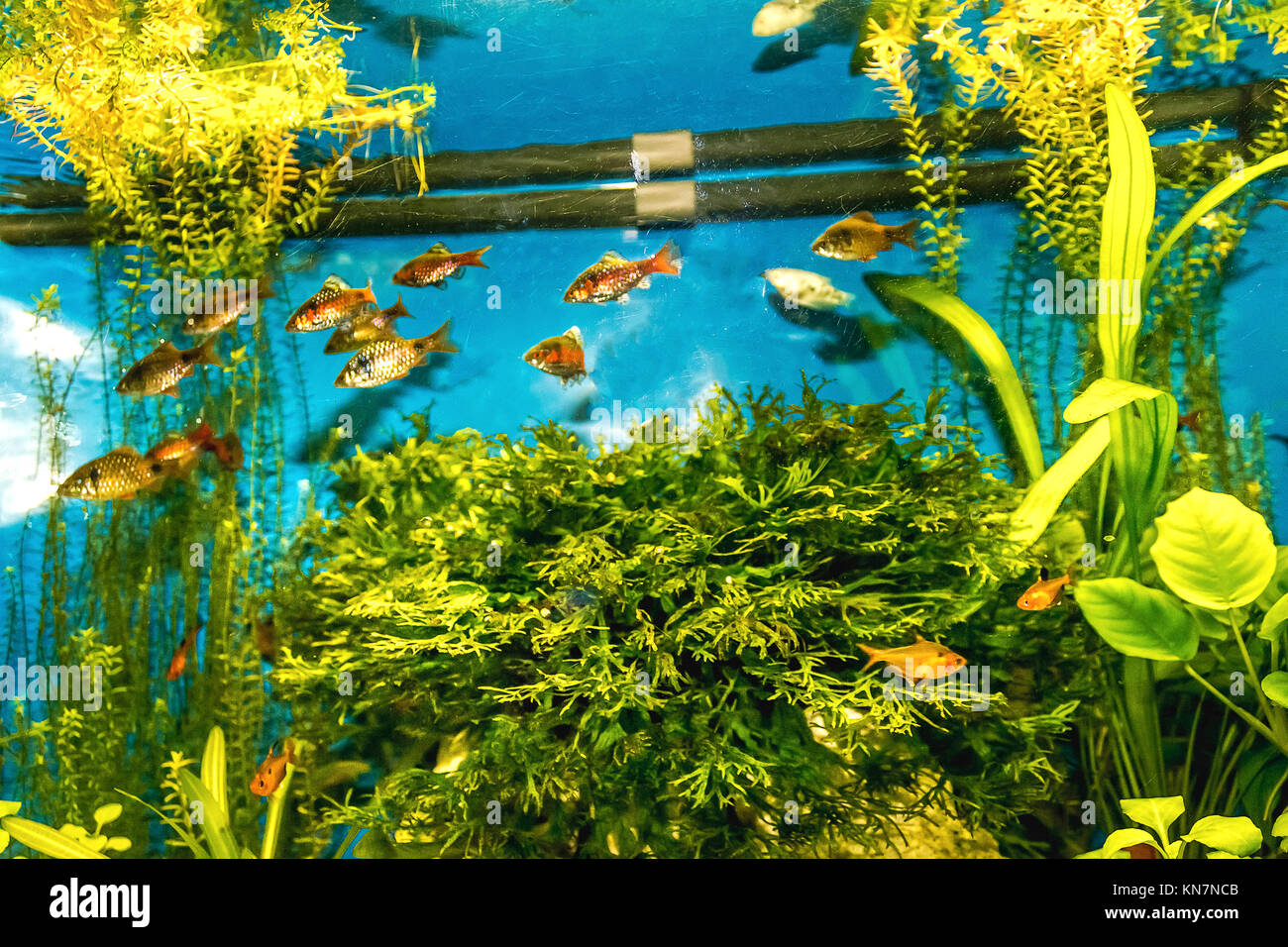 close up of aquarium tank full of fish Stock Photo - Alamy