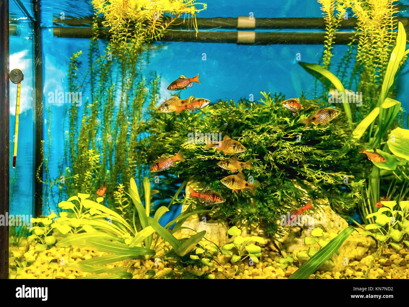 close up of aquarium tank full of fish Stock Photo - Alamy