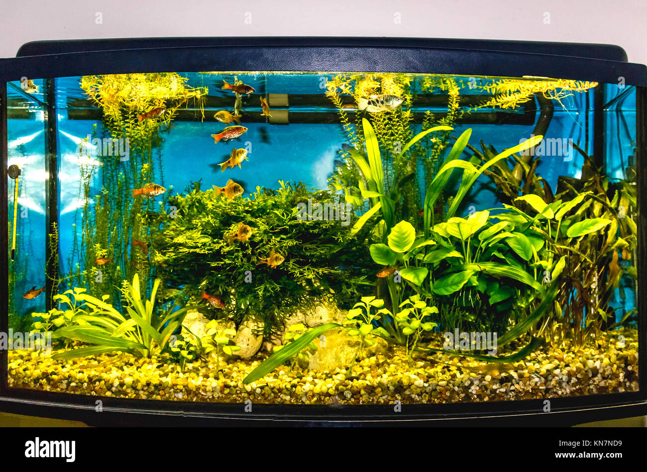 close up of aquarium tank full of fish Stock Photo - Alamy