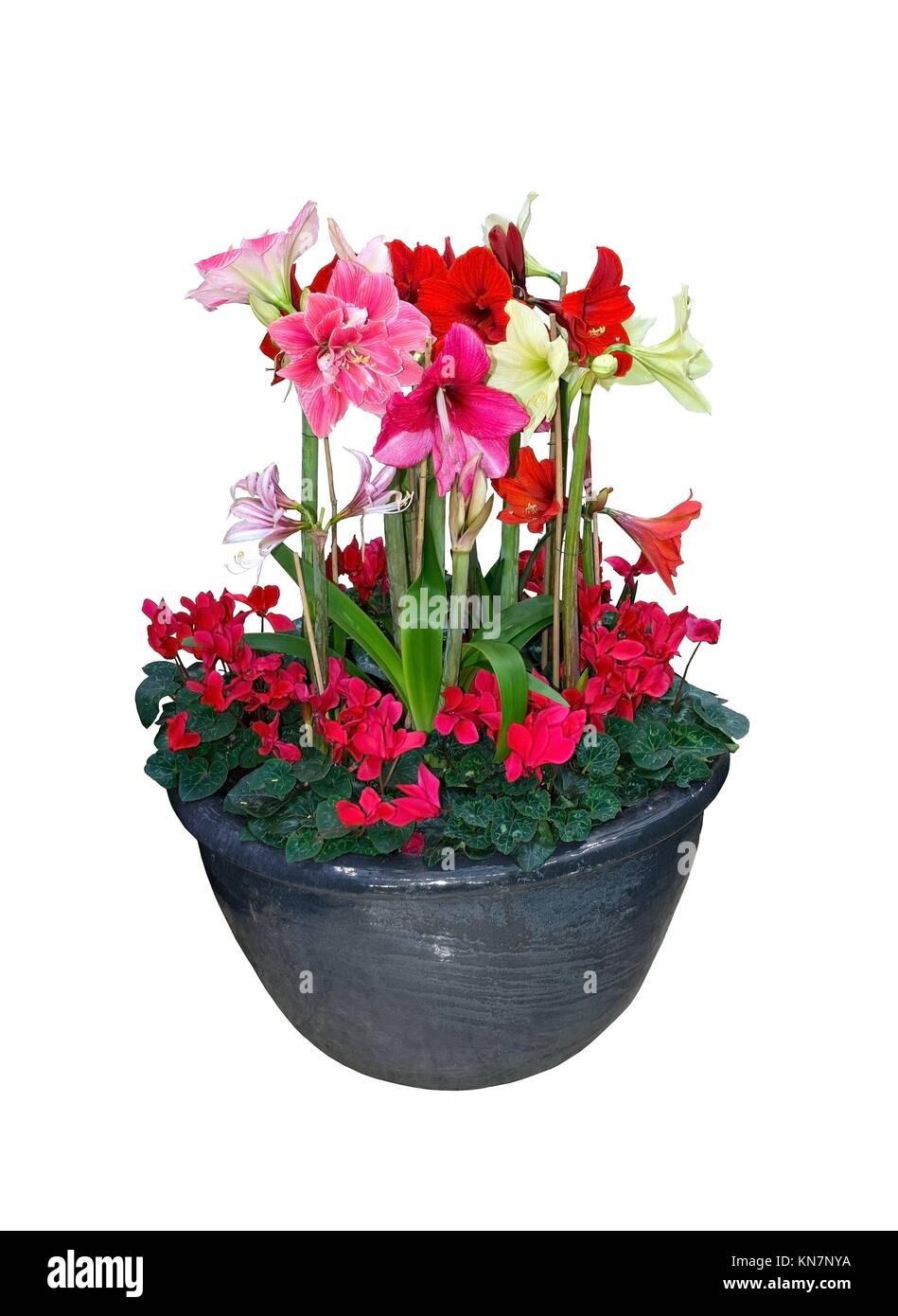 White Amaryllis Flower Bouquet