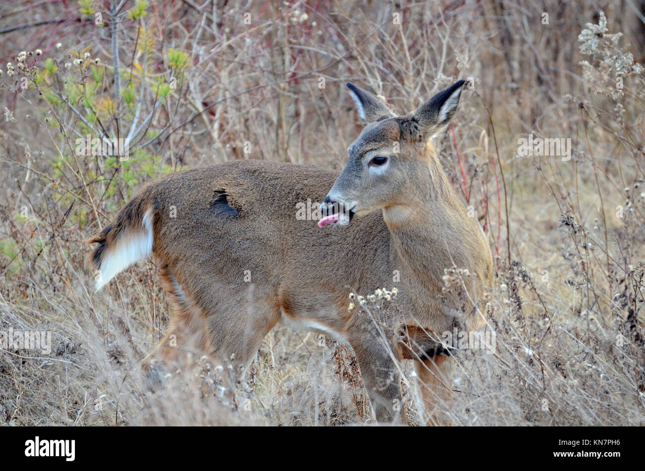 Wild White tailed deer posing in fall meadow Stock Photo - Alamy