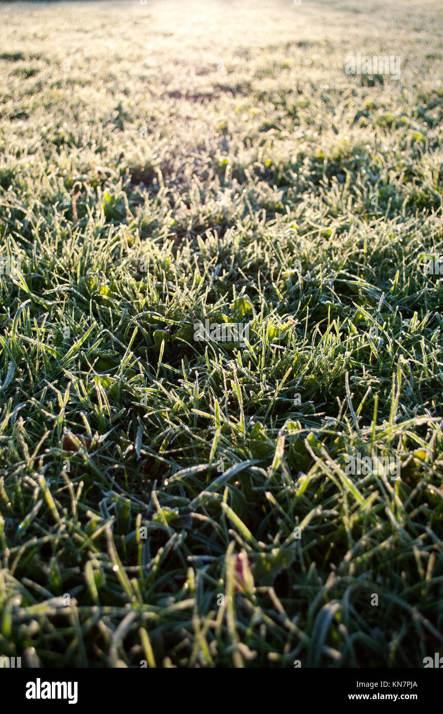 grass field close up Stock Photo - Alamy