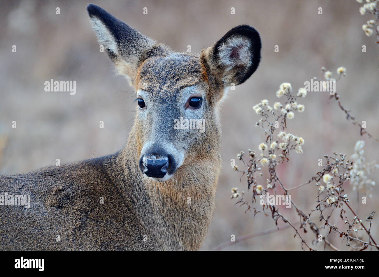 Wild White tailed deer posing in fall meadow Stock Photo - Alamy
